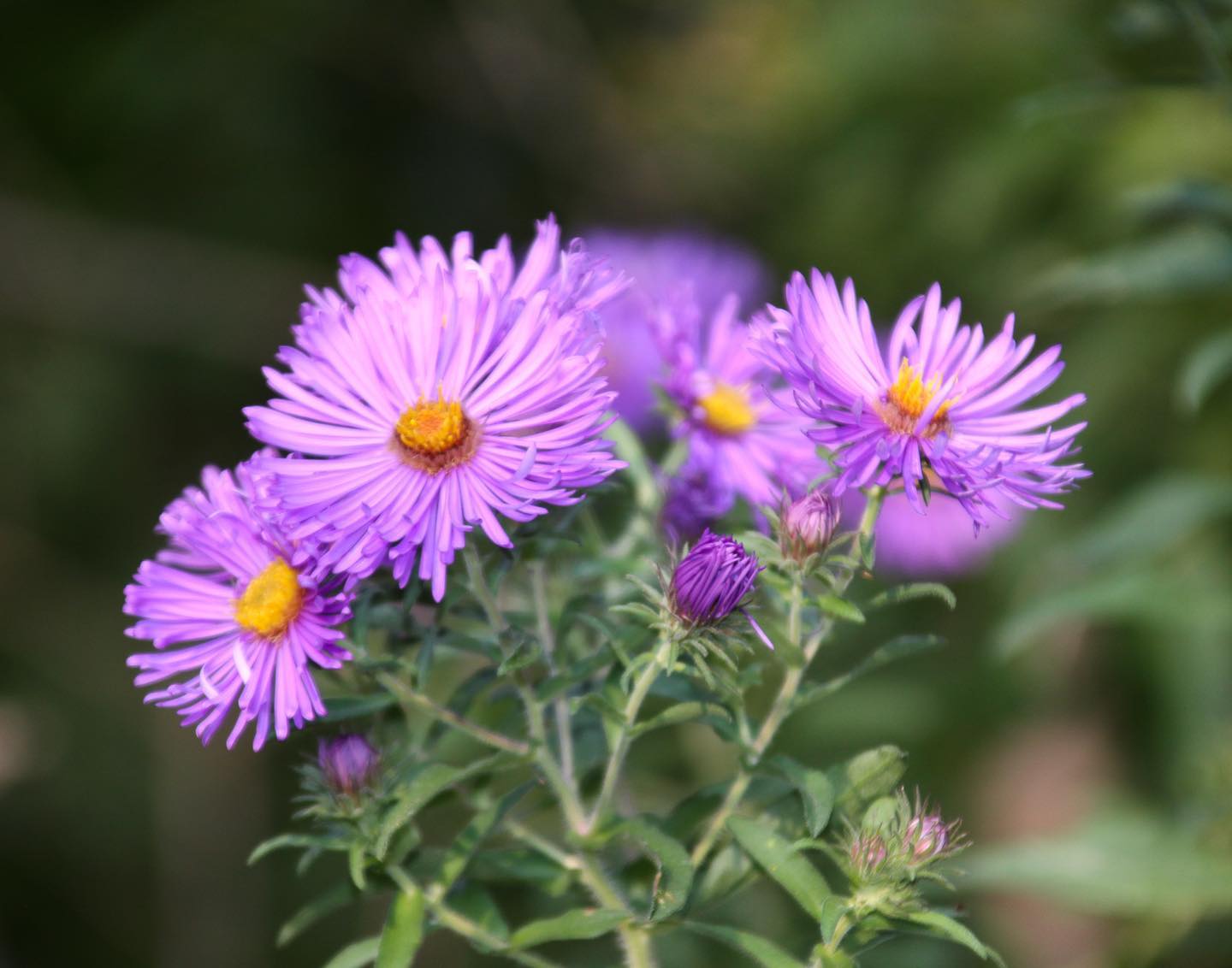 Annual History Talk - Cedar Lakes Conservation Foundation